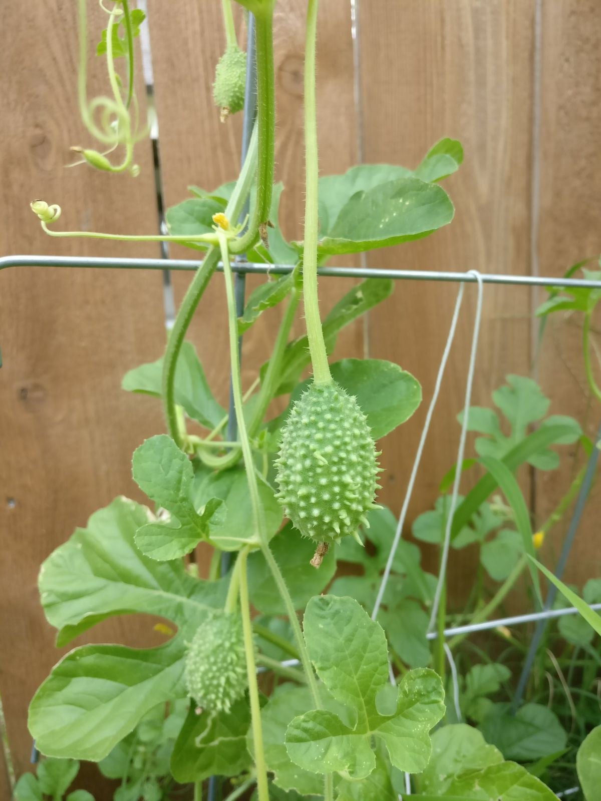 Shop Cucumber - Cucamelon, West Indian Burr Gherkin NOW! - Buy organic ...
