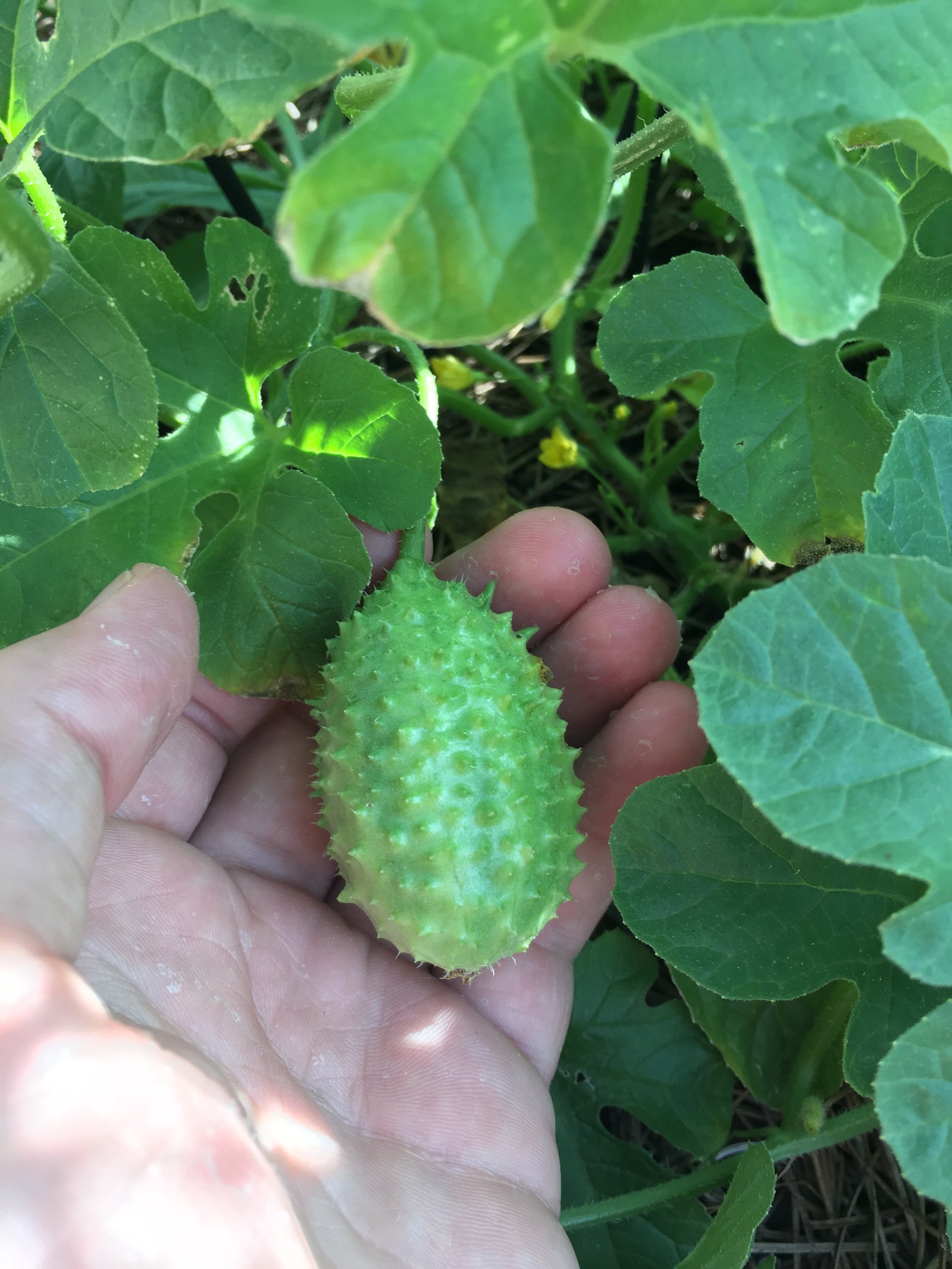 Shop Cucumber - Cucamelon, West Indian Burr Gherkin NOW! - Buy organic ...