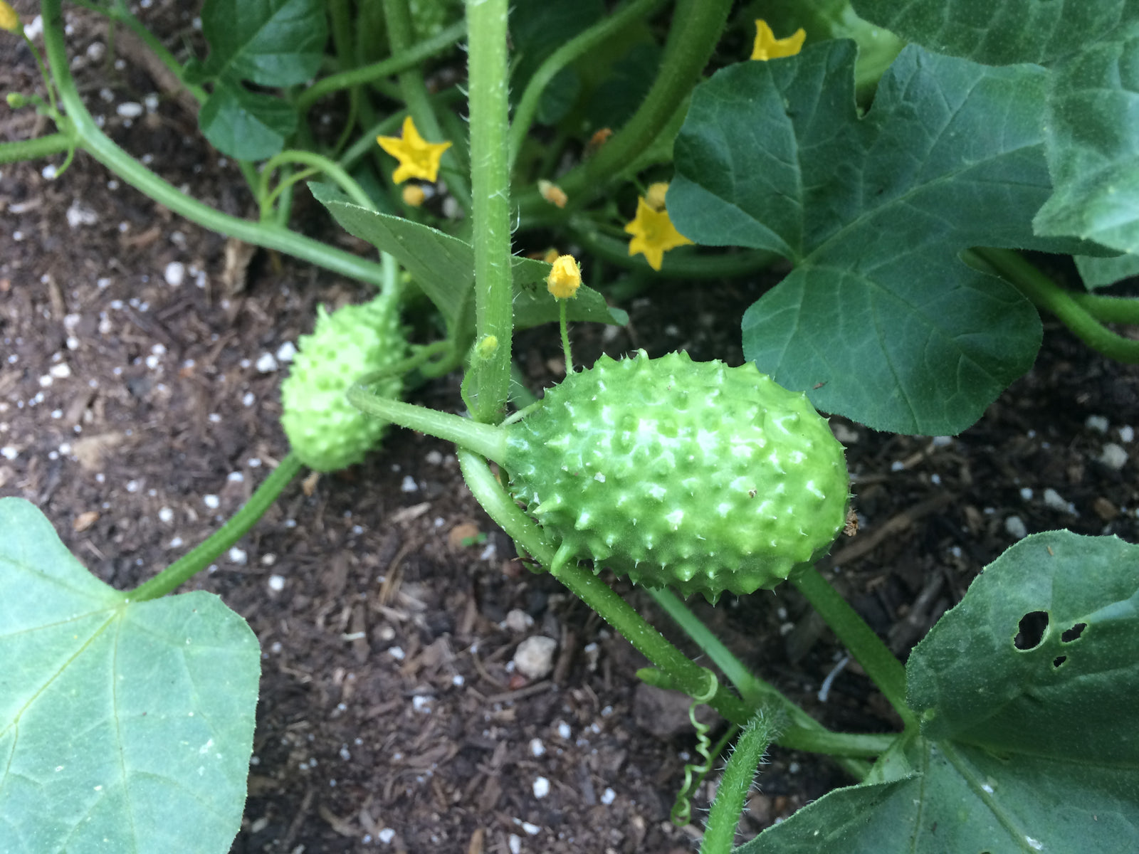 Shop Cucumber - Cucamelon, West Indian Burr Gherkin NOW! - Buy organic ...