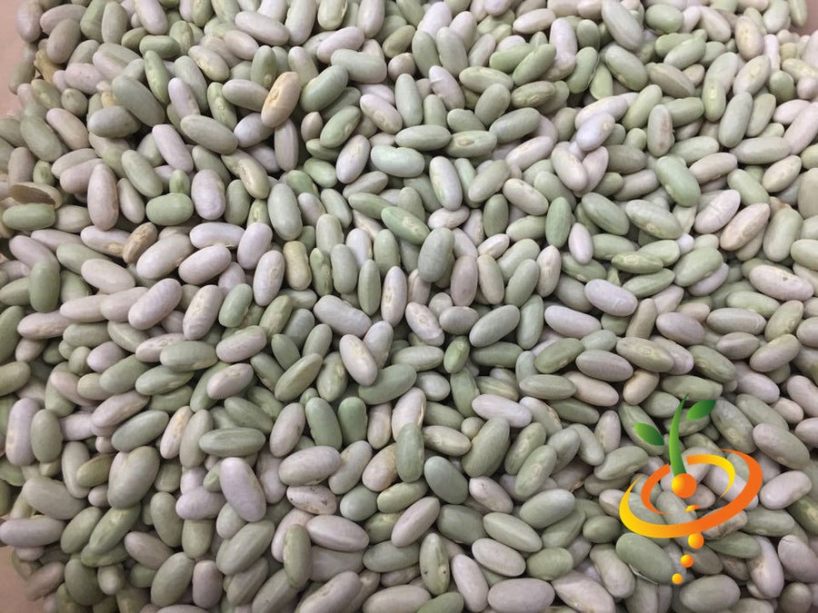 Buy Bean, Bush - Jade seeds(NON-GMO) online Shop Organic heirloom seeds ...
