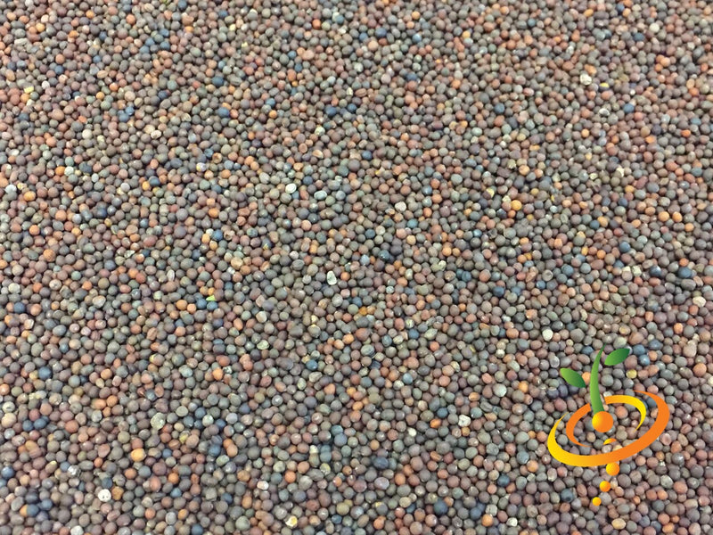 Shop Kale - Lacinato "Dinosaur" Tuscan NOW! - Buy organic non-gmo ...