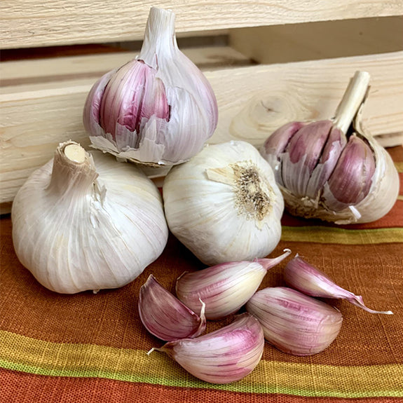 Buy Organic Non-GMO Garlic Bulbs and Cloves Seeds Online – SeedsNow.com