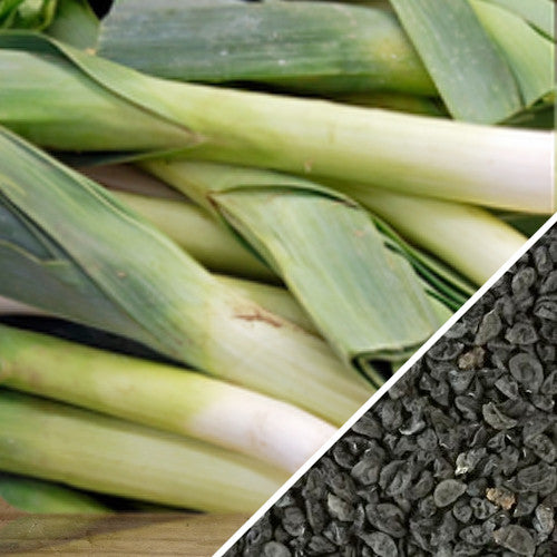 Buy Organic Non-GMO Leek Seeds Online Now! – SeedsNow.com