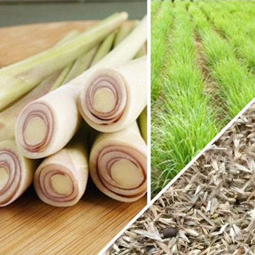 Buy Lemon Grass seeds(NON-GMO) online Shop Organic heirloom seeds from ...