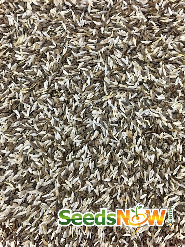 Buy Lettuce - Gourmet/Mesclun Mix seeds(NON-GMO) online Shop Organic ...