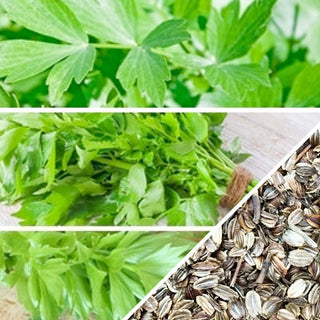 Shop All Medicinal Herbs! Buy Organic seeds and NON-GMO seeds and ...