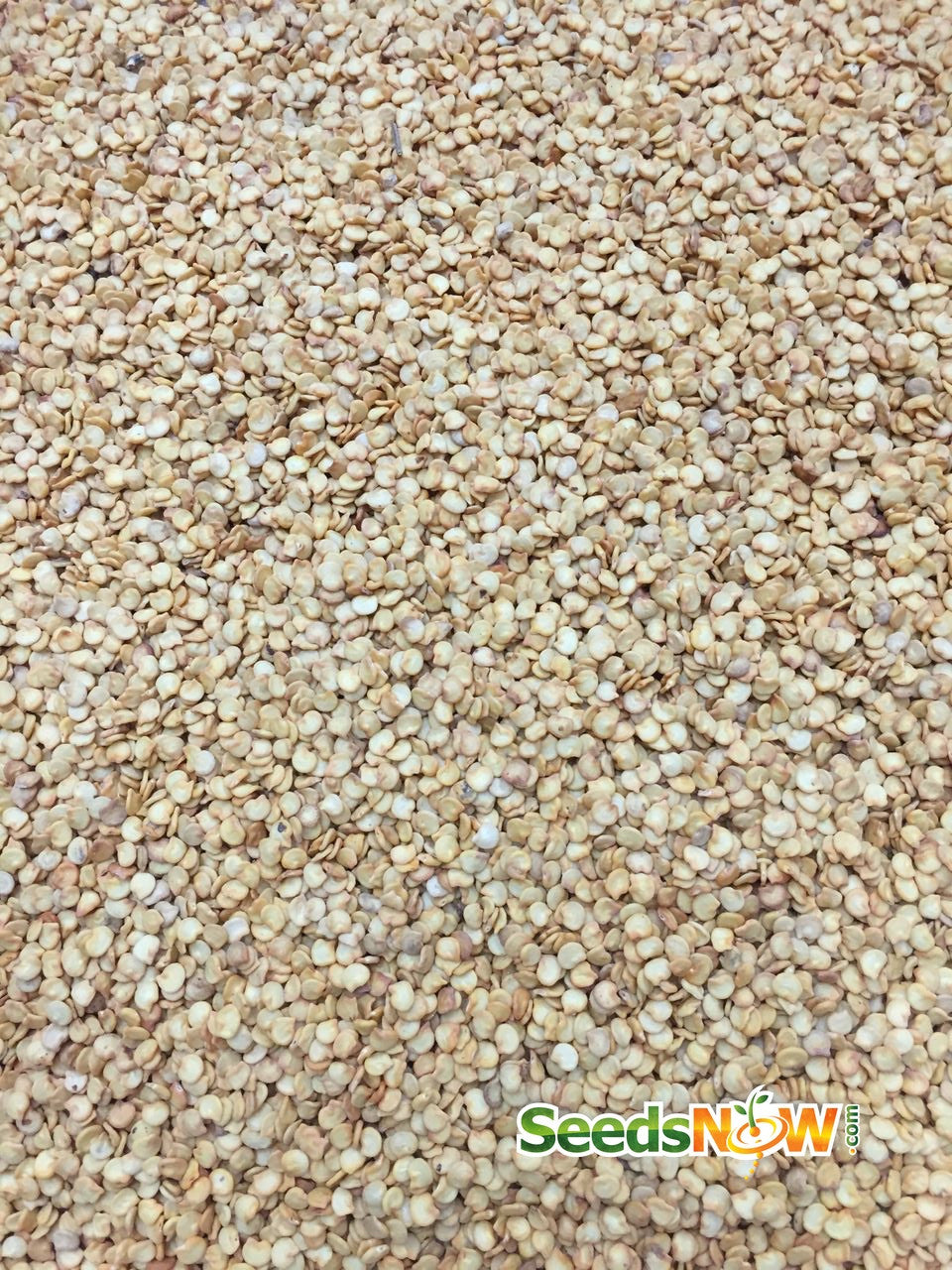 Shop Pepper (Hot) - Purple Tiger 🔥🔥 NOW! - Buy organic non-gmo heirloom ...