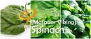 Buy Spinach - Matador Viking - Source for organic NON-GMO heirloom ...