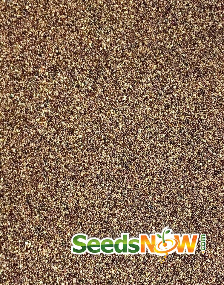 Buy Oregano - Greek - Source for organic NON-GMO heirloom seeds online ...