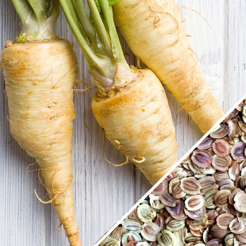 Buy Parsnip - Harris Model! #1 Online USA supplier for organic seeds ...