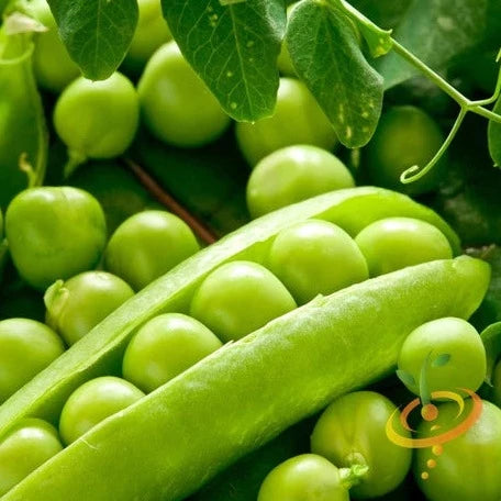 Pea - Alaska Early (Earliest of All) seeds – SeedsNow.com