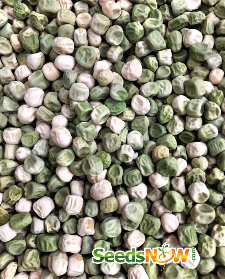 Shop Pea (Snap) - Sugar Snap NOW! - Buy organic non-gmo heirloom seeds ...