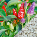 Buy Pepper (Hot) - Firecracker 🔥🔥🔥 - Source for organic NON-GMO ...