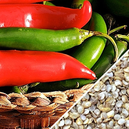 Shop Pepper (Hot) - Serrano Tampiqueno 🔥🔥 NOW! - Buy organic non-gmo ...