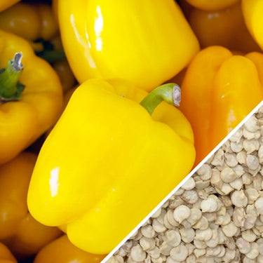 Pepper (Sweet) - Sunbright Yellow – SeedsNow.com