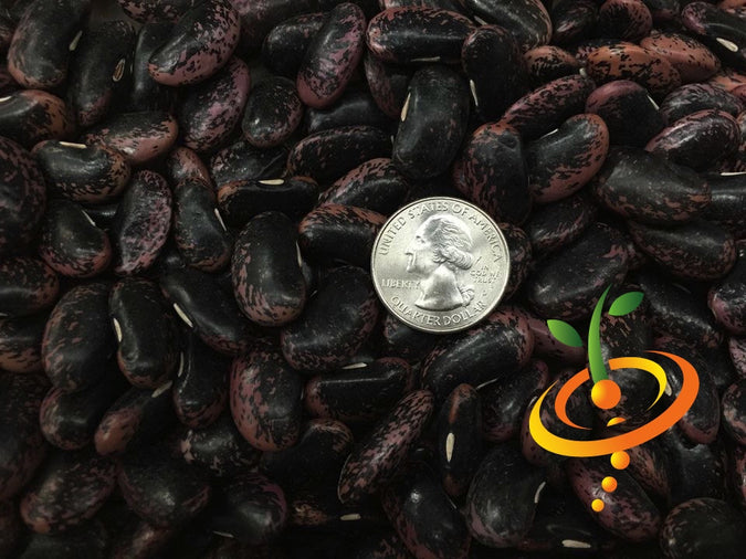 Bean, Runner/Pole - Prizewinner seeds – SeedsNow.com