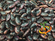 High-quality Bean, Runner/Pole - Prizewinner seeds from SeedsNow.com