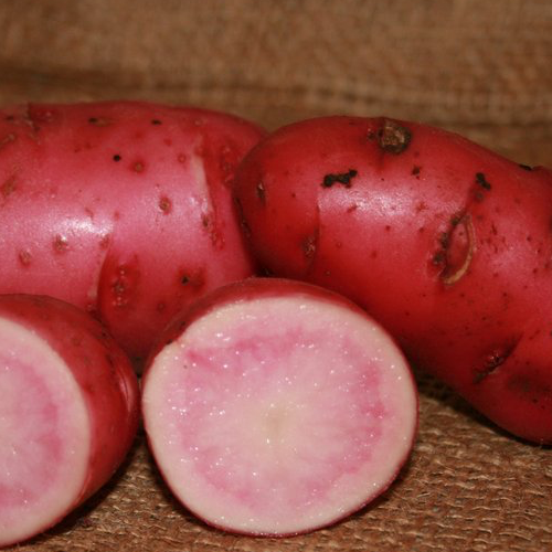 Potato (Late-Season) Fingerling - Red Thumb (Organic/Heirloom) *pre-or ...