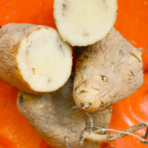 Buy Potato (Late-Season) Fingerling - Russian Banana (ORGANIC) - Source ...