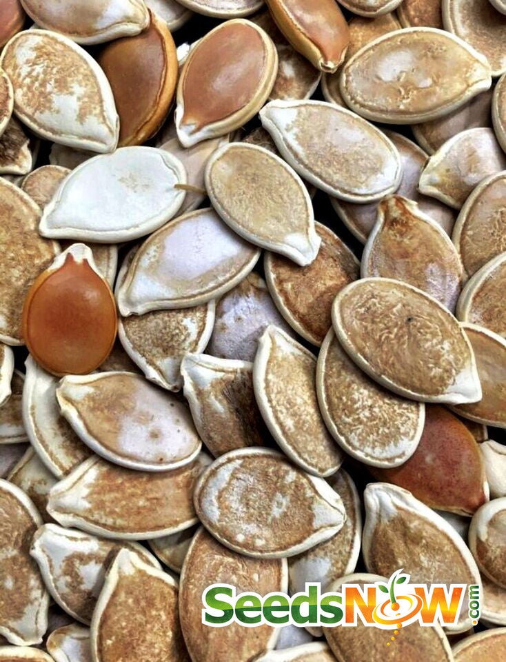 Heirloom non-GMO Organic Pumpkin - Big Max seeds 🌱 SeedsNOW.com