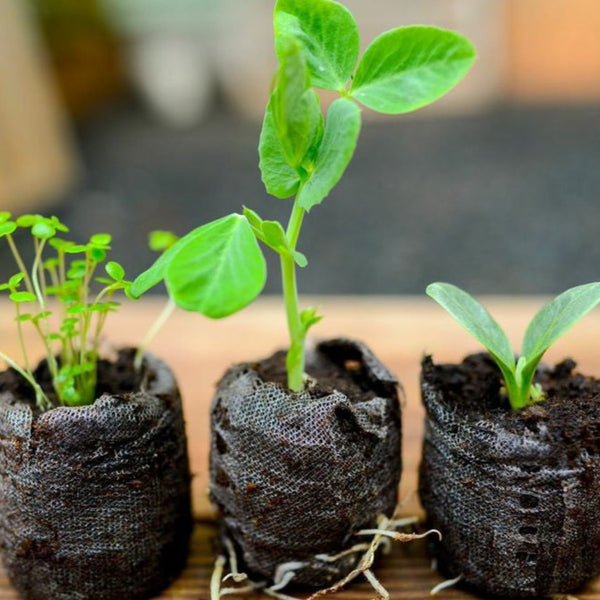 Buy ALL-in-ONE MEGA Seed Bank seeds(NON-GMO) online Shop Organic ...