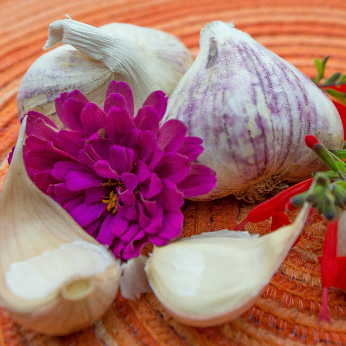 Buy Organic Non-GMO Garlic Bulbs and Cloves Seeds Online – SeedsNow.com