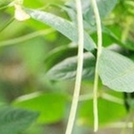 Bean, Runner/Pole - Prizewinner seeds – SeedsNow.com