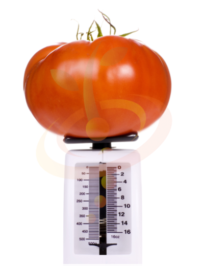 Buy Tomato - Delicious (Indeterminate) - Source for organic NON-GMO ...