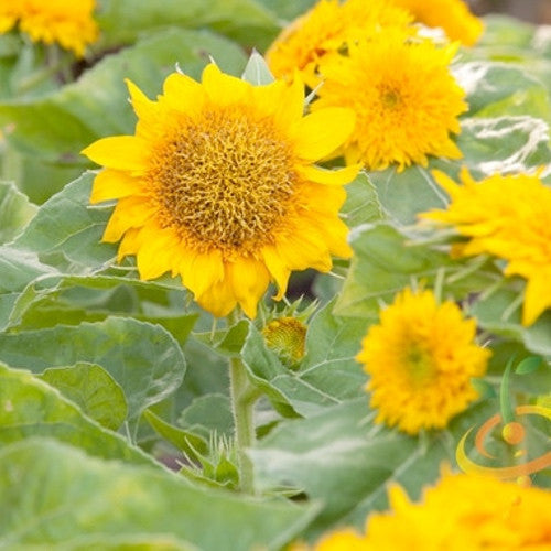 Buy Flowers - Sunflower, Sun Gold/Sunspot (Dwarf)! #1 Online USA ...