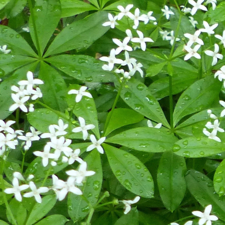 Sweet Woodruff Herb Seeds – SeedsNow.com