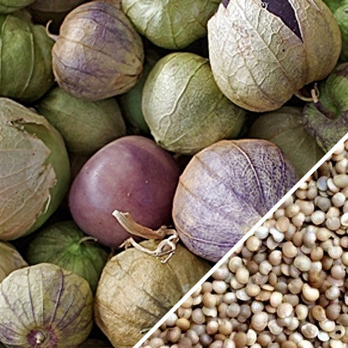 Buy Organic Non-GMO Tomatillo Seeds Online Now! – SeedsNow.com