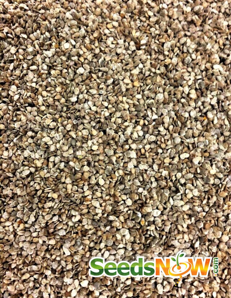 Buy Tomato - Atkinson (Indeterminate) - Source for organic NON-GMO ...