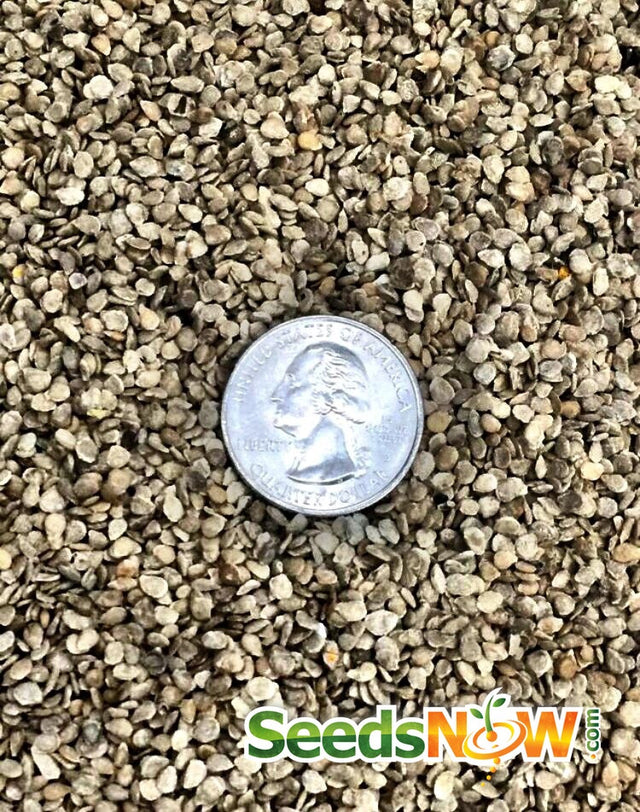 Buy Tomato - Atkinson (Indeterminate) seeds(NON-GMO) online Shop ...