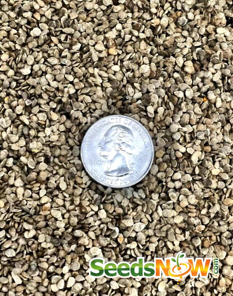 Buy Tomato - Atkinson (Indeterminate) - Source for organic NON-GMO ...