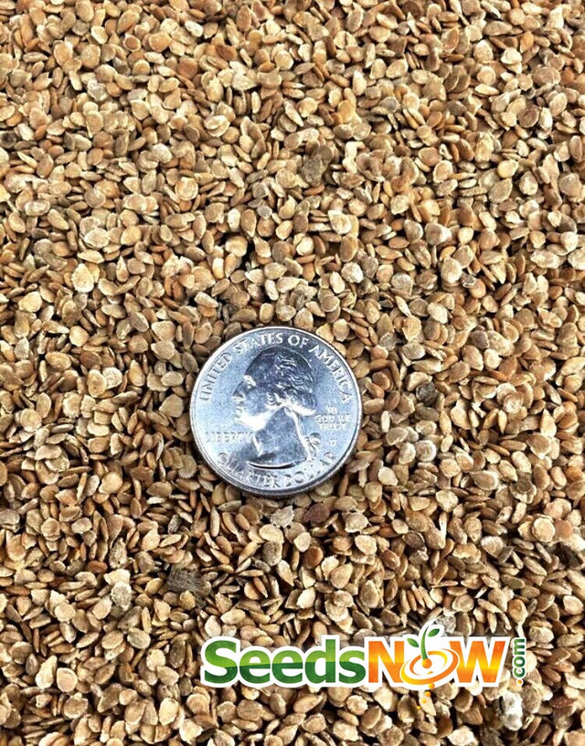 Buy Tomato - Bonny Best (Indeterminate) seeds(NON-GMO) online Shop ...