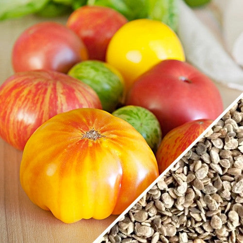 non-GMO Tomato - Heritage Rainbow Mix (Indeterminate) seeds! SeedsNOW.com