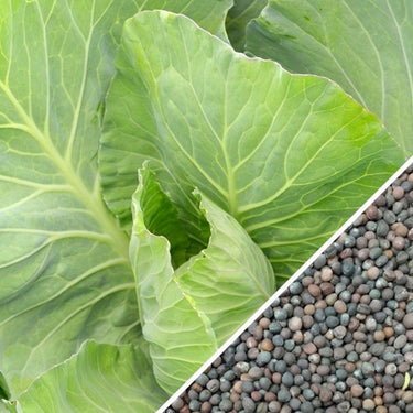 Collard - Vates seeds – SeedsNow.com