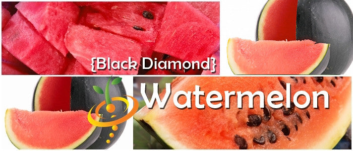 Buy Watermelon - Black Diamond - Source for organic NON-GMO heirloom ...