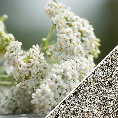 Yarrow, White seeds – SeedsNow.com