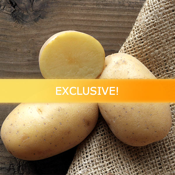 Buy Organic Non-GMO Heirloom Seed Potatoes Online Now! – SeedsNow.com