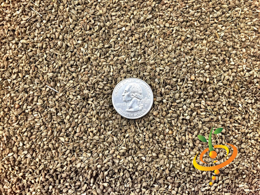 Anise (Aniseed) seeds – SeedsNow.com