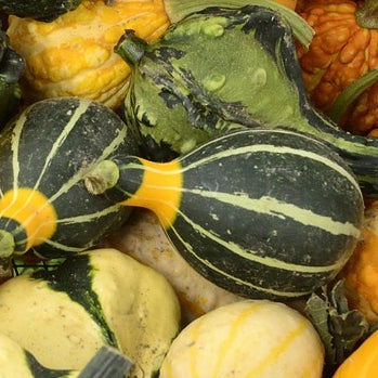 Buy Organic Non-GMO Heirloom Gourd Seeds Online – SeedsNow.com
