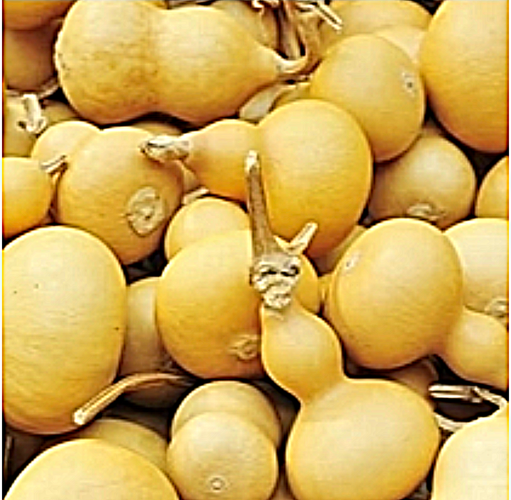 Buy Organic Non-GMO Heirloom Gourd Seeds Online – SeedsNow.com