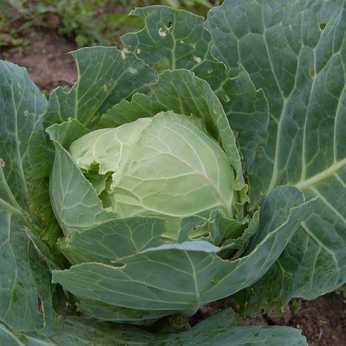 Cabbage (Glory Of Enkhuizen) Seeds at $.99/pack | SeedsNow.com