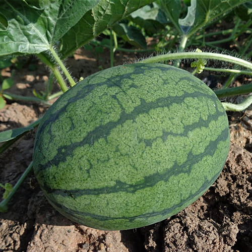 Buy Organic Non-GMO Watermelon Seeds Online Now! – SeedsNow.com