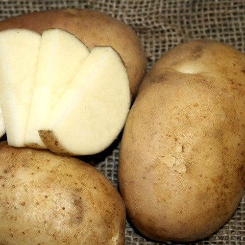 Buy Organic Non-GMO Heirloom Seed Potatoes Online Now! – SeedsNow.com