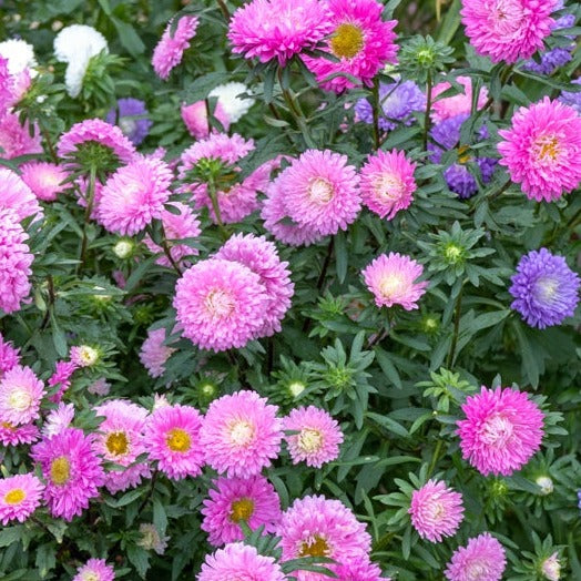 Aster, Powderpuff (China Aster) Flowers – SeedsNow.com