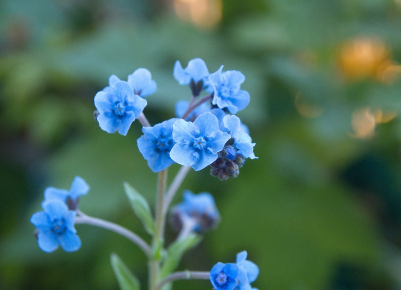 non-GMO Flowers - Forget-Me-Not seeds! SeedsNOW.com