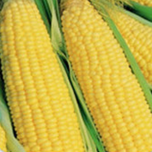 Order Organic Non-GMO Corn Seeds Online - SeedsNow.com
