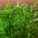 Dukat Dill Seeds | Grow Your Own Organic Dill Plant | SeedsNow ...